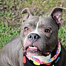 Boston Terrier Puppies - Boston Terrier Rescue and Adoption