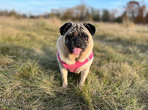 Brights Grove, ON - Pug. Meet Cricket a Pet for Adoption - AdoptaPet.com