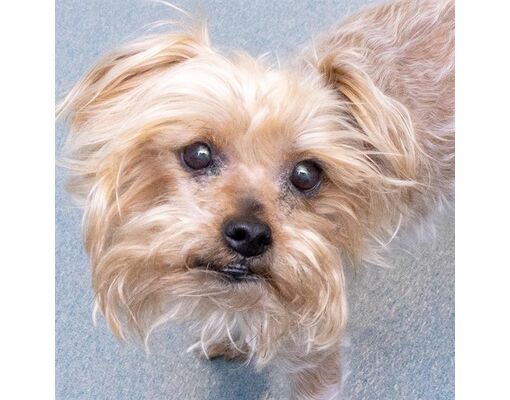 Maryland Heights, MO - Yorkie, Yorkshire Terrier. Meet PABLO a Pet for ...
