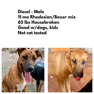 San Diego, CA - Rhodesian Ridgeback/Mixed Breed (Large). Meet Diesel a ...