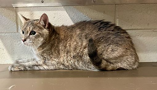 Rome, GA - Domestic Shorthair. Meet Gracie a Pet for Adoption ...