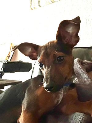Palatka, FL - Miniature Pinscher/Jack Russell Terrier. Meet Indy a Pet ...