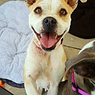 Boston Terrier Puppies - Boston Terrier Rescue and Adoption