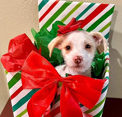 Eugene, OR - Spitz (Unknown Type, Small). Meet Eggnog a Pet for ...