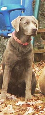 Williamsville, VA - Labrador Retriever. Meet Lady liberty aka Libbie a ...