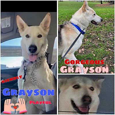 New York, NY - German Shepherd Dog. Meet Grayson a Pet for Adoption ...