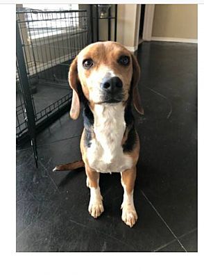 Edmond, OK - Beagle. Meet Lylah a Pet for Adoption - AdoptaPet.com