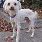 Maltere Puppies - Maltese Rescue and Adoption Near You