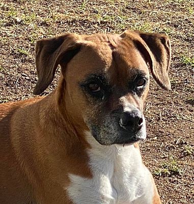 Hartford, CT - Boxer. Meet Amazing Grace a Pet for Adoption - AdoptaPet.com