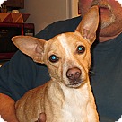 Corgi Puppies - Corgi Rescue and Adoption Near You