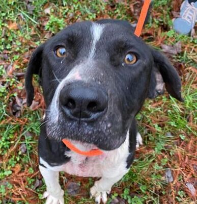 Knoxville, TN - American Pit Bull Terrier. Meet Habanero a Pet for ...