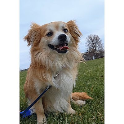 Kalamazoo, MI - Pomeranian. Meet Freddie a Pet for Adoption - AdoptaPet.com