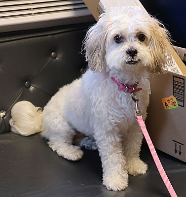 Harrison, NY - Maltese. Meet Chloe a Pet for Adoption - AdoptaPet.com
