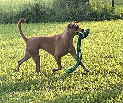 Southington, CT - Black Mouth Cur/Rhodesian Ridgeback. Meet Fancy a Pet ...