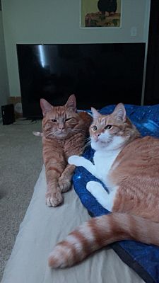 Brooklyn, NY - American Shorthair. Meet Doja & King a Pet for Adoption ...