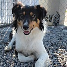 Collie Puppies - Collie Rescue and Adoption Near You