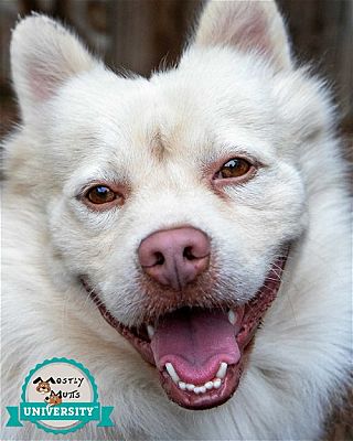 Kennesaw, GA - Pomeranian/Spitz (Unknown Type, Medium). Meet Belmont a ...