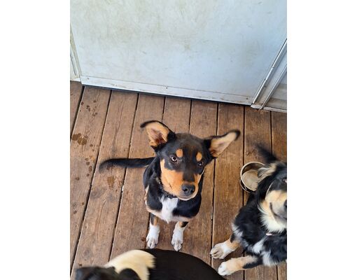 Seligman, MO - Australian Shepherd/Australian Cattle Dog. Meet Dirk a ...