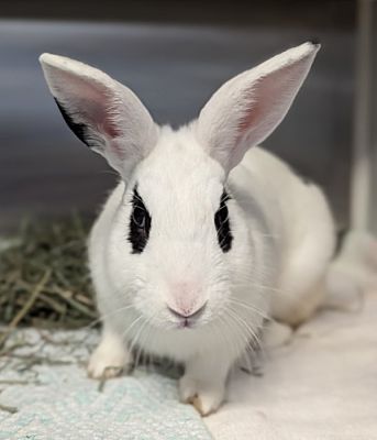 Richmond, VA - Flemish Giant. Meet Oswald the Lucky Rabbit a Pet for ...