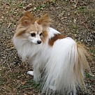 Papillon Puppies - Papillon Rescue and Adoption Near You