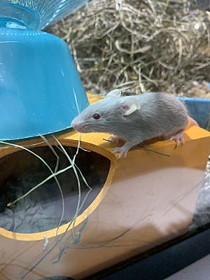 Howell, NJ - Mouse. Meet Baby fancy mice a Pet for Adoption - AdoptaPet.com