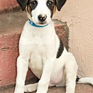 Border Collie Puppies - Rescue and Adoption Near You
