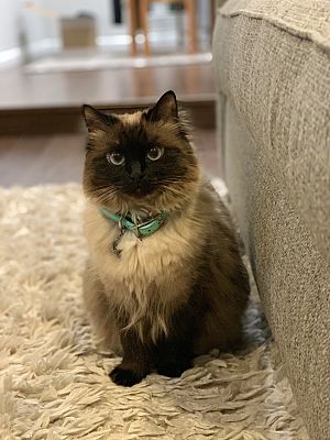 Shoreline, WA - Himalayan. Meet Princess Meow Meow a Pet for Adoption ...