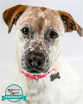 Kennesaw, GA - Australian Cattle Dog/Pointer. Meet Punky a Pet for ...