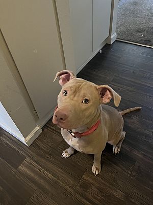 Sunnyvale, CA - American Pit Bull Terrier. Meet Bella a Pet for ...
