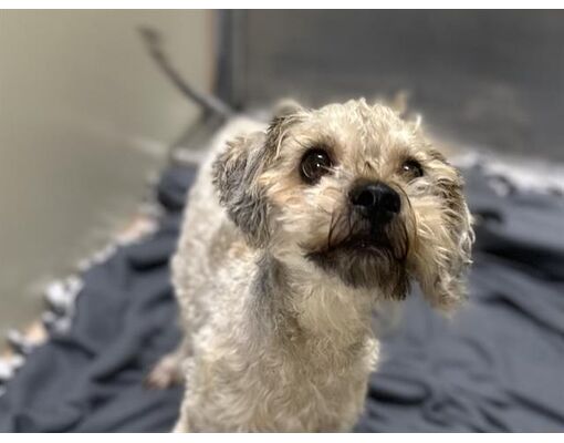 Milwaukee, WI - Poodle (Miniature). Meet JERRY a Pet for Adoption ...