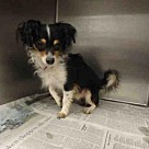 Papillon Puppies - Papillon Rescue and Adoption Near You