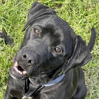 Brattleboro, VT - Labrador Retriever/Mixed Breed (Medium). Meet Rocky a ...
