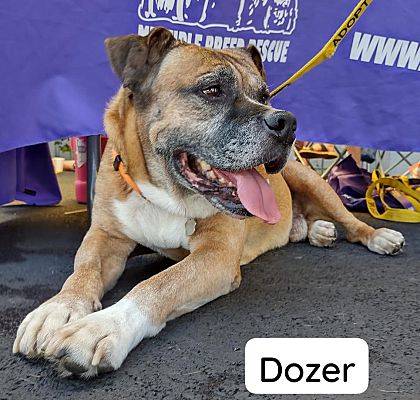 Grafton, OH - Boxer. Meet DOZER a Pet for Adoption - AdoptaPet.com