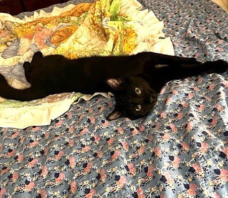 Capshaw, AL - Domestic Shorthair. Meet SAMMY DAVIS JR. a Pet for ...