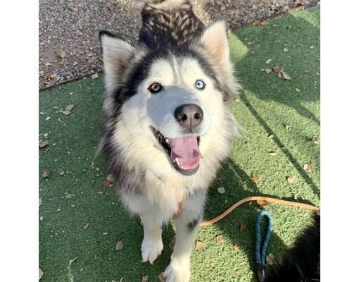 Phoenix, AZ - Husky. Meet SAHARA a Pet for Adoption - AdoptaPet.com