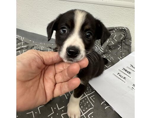 Pt. Richmond, CA - Border Collie. Meet BADGER a Pet for Adoption ...