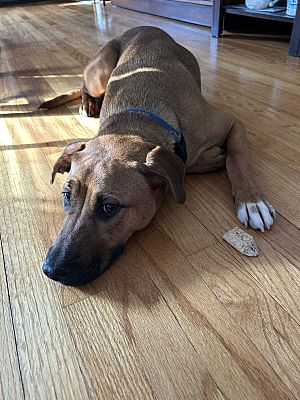 Southbury, CT - Rhodesian Ridgeback/Boxer. Meet Zoey ~ meet me! a Pet ...