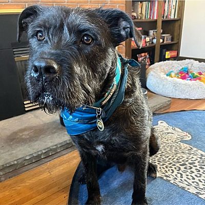 Buffalo, NY - Cane Corso/Mastiff. Meet Ash a Pet for Adoption ...