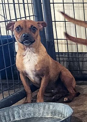 Southbury, CT - Pug/Jack Russell Terrier. Meet Simon ~ meet me! a Pet ...