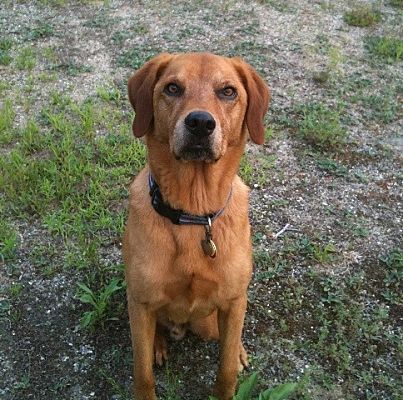 kennebunkport, ME - Rhodesian Ridgeback/Labrador Retriever. Meet Brady ...