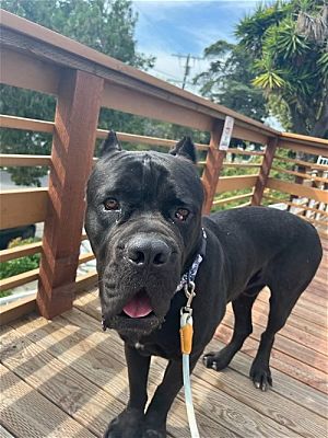 Santa Monica, CA - Cane Corso. Meet Giver a Pet for Adoption ...