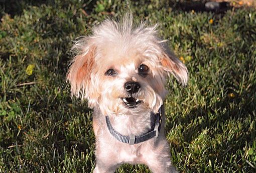 Monrovia, CA - Silky Terrier/Poodle (Miniature). Meet Levi a Pet for ...