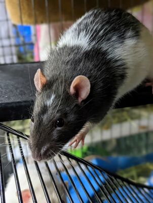 Montreal, QC - Rat/Rat. Meet Terrance a Pet for Adoption - AdoptaPet.com