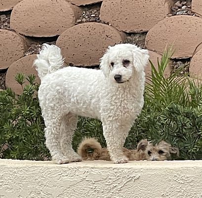 San Diego, CA - Bichon Frise/Poodle (Miniature). Meet Snuggles a Pet ...