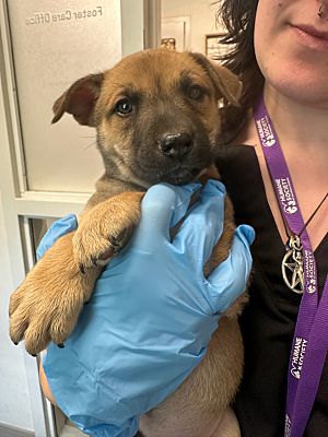 Tucson, AZ - Sheepadoodle. Meet PAUL a Pet for Adoption - AdoptaPet.com