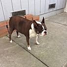 Boston Terrier Puppies - Boston Terrier Rescue and Adoption