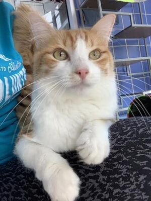 Austin, TX - Domestic Mediumhair. Meet SAILOR a Pet for Adoption ...