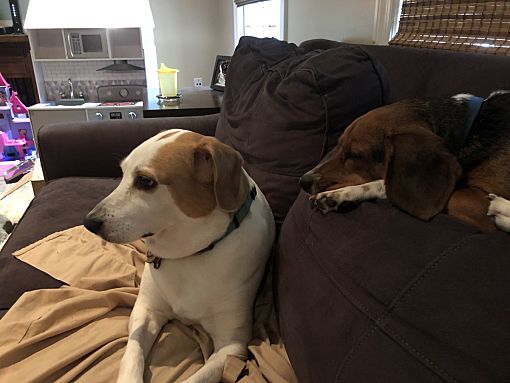 Stone Mountain, GA - Pointer/Beagle. Meet Piper a Pet for Adoption ...