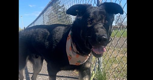 Portland, OR - German Shepherd Dog. Meet Johnny a Pet for Adoption ...
