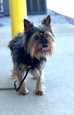 Lancaster, OH - Yorkie, Yorkshire Terrier. Meet Micah a Pet for ...